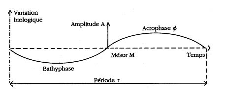 A PROPOS DES TRONCS CÉLESTES ET DES BRANCHES TERRESTRES : RÉFLEXIONS ...